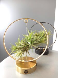Planta del Aire Tillandsia con Luz | Picris