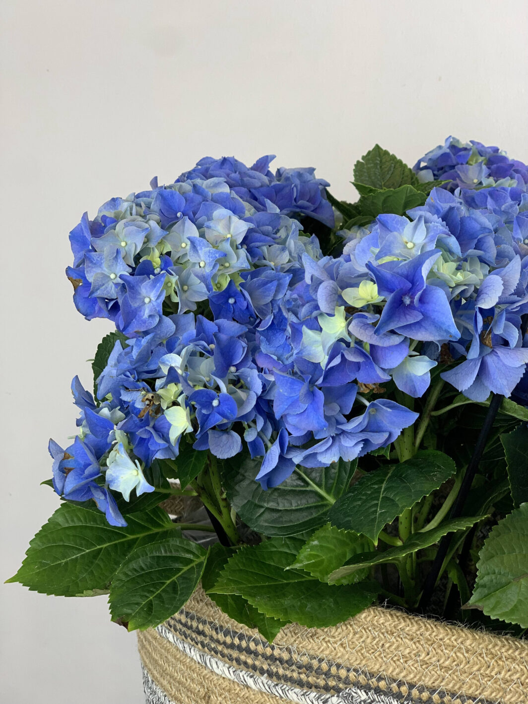 Cesta con Hortensias Azules - Floristería Picris Sanxenxo
